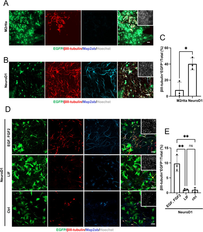 Expression level of the reprogramming factor NeuroD1 is critical for neuronal conversion ...