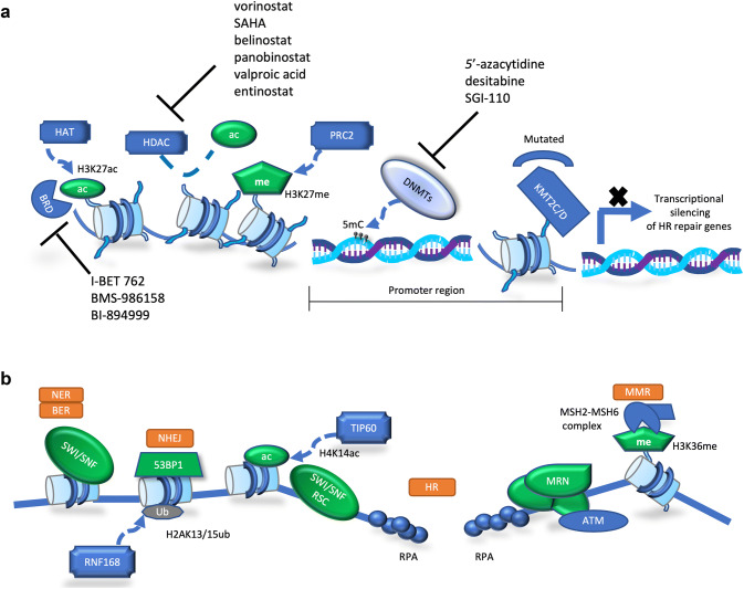 Targeting DNA repair in cancer: current state and novel approaches - PMC