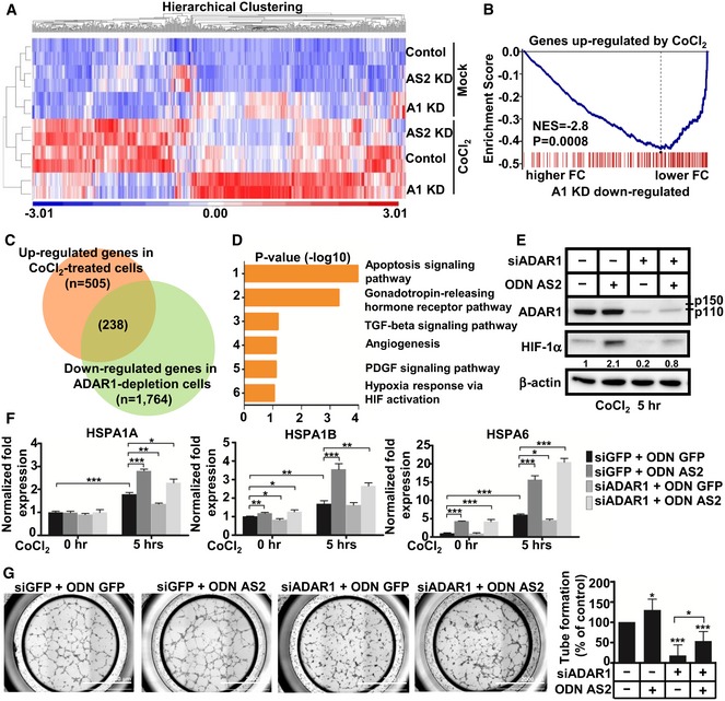 Adar1 Promotes Robust Hypoxia Signaling Via Distinct Regulation Of