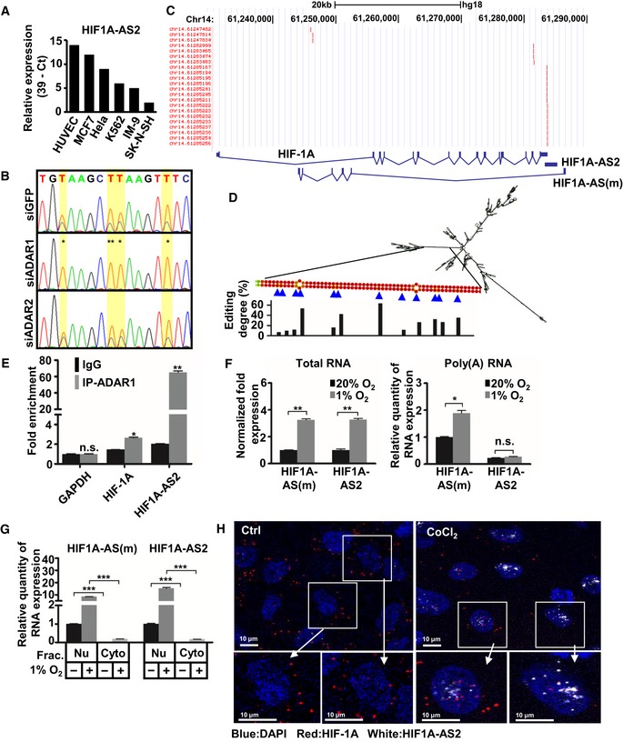 Adar1 Promotes Robust Hypoxia Signaling Via Distinct Regulation Of