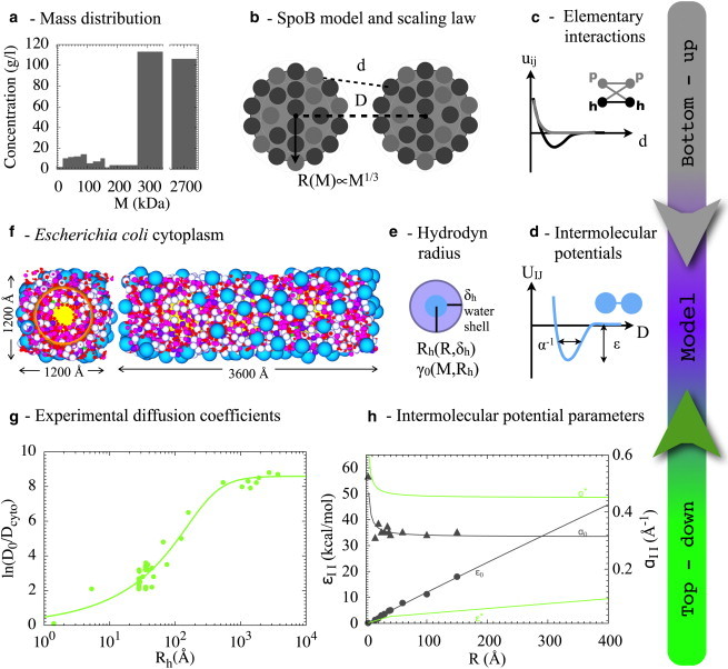Diffusion within the Cytoplasm: A Mesoscale Model of Interacting Macromolecules - PMC
