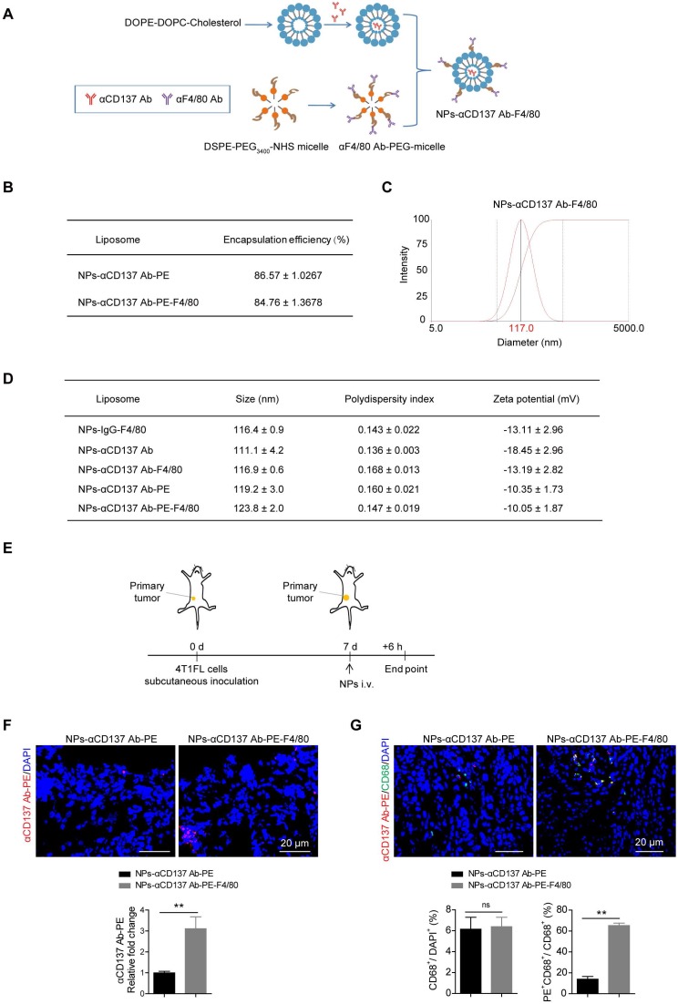 Cd137 Promotes Bone Metastasis Of Breast Cancer By Enhancing The