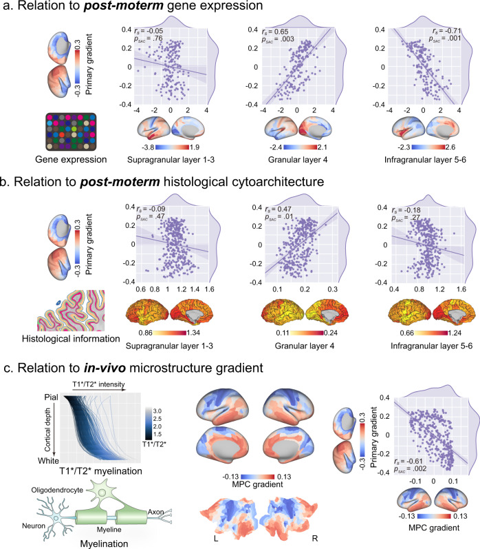 Cortical gradient of a human functional similarity network captured by ...