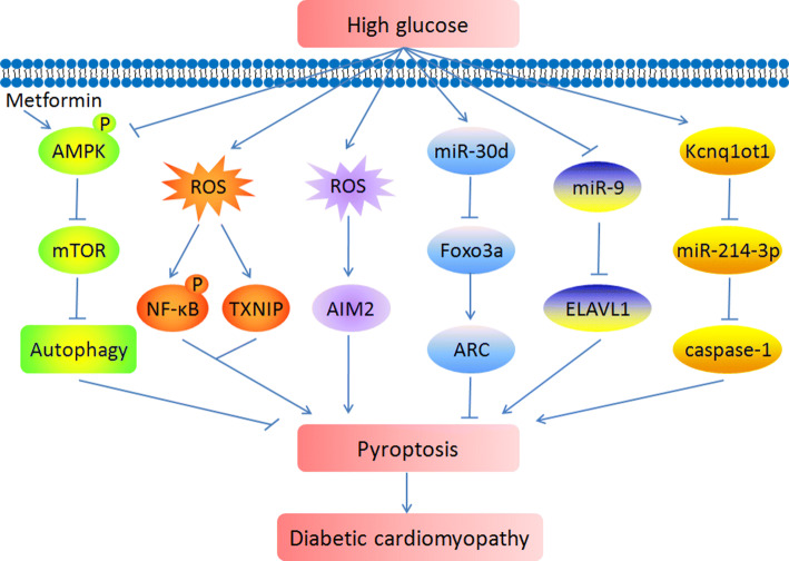 Targeting the pathways of regulated necrosis: a potential strategy for alleviation of cardio ...