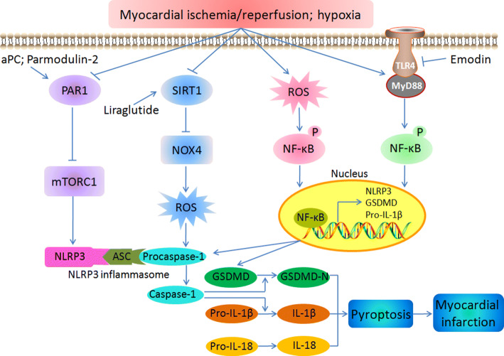Targeting the pathways of regulated necrosis: a potential strategy for alleviation of cardio ...