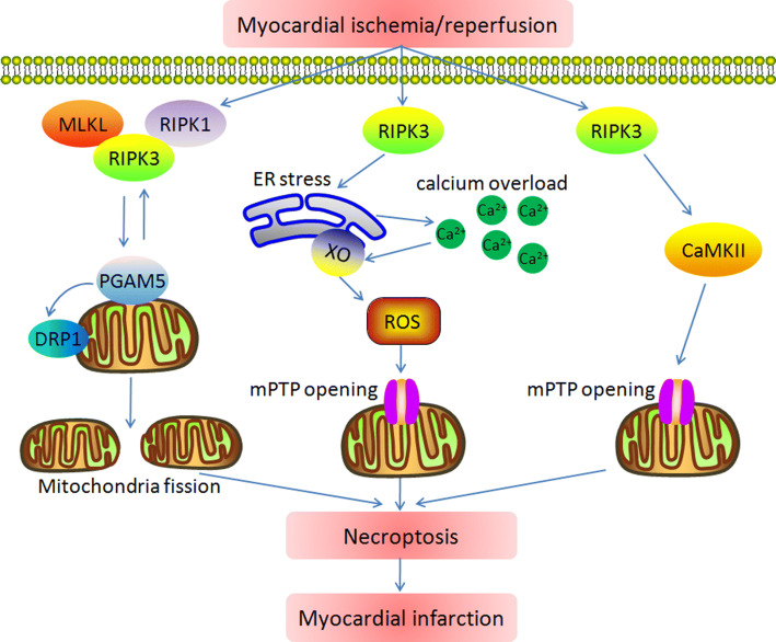 Targeting the pathways of regulated necrosis: a potential strategy for alleviation of cardio ...