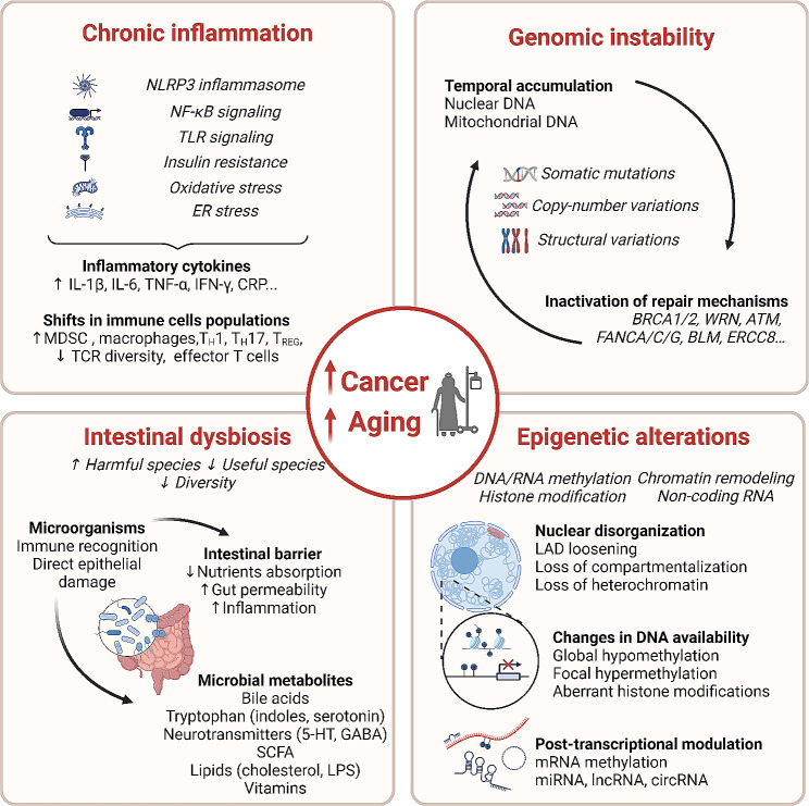 Aging and cancer - PMC