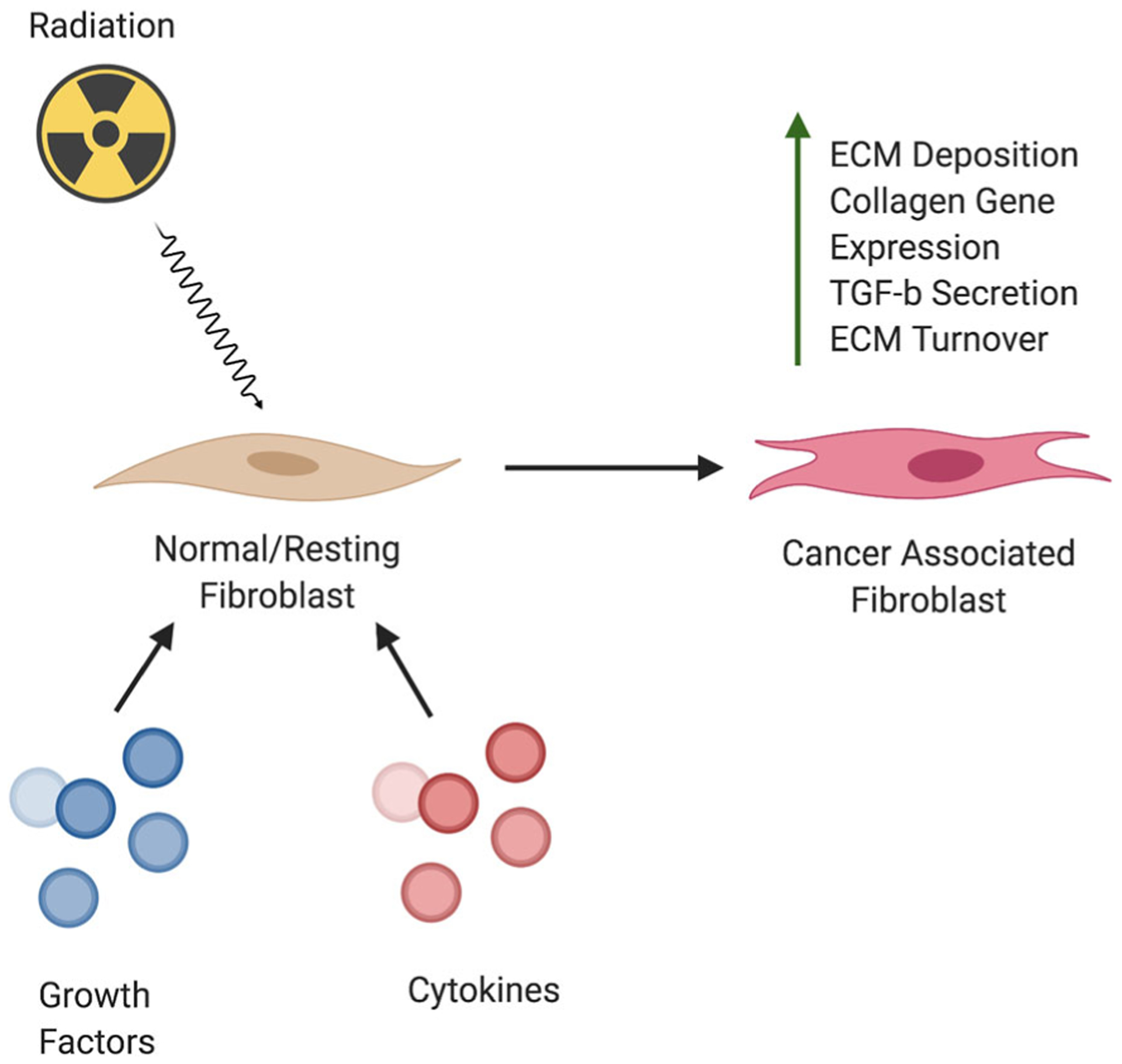 The interplay between cancer associated fibroblasts and immune cells in the context of radiation ...