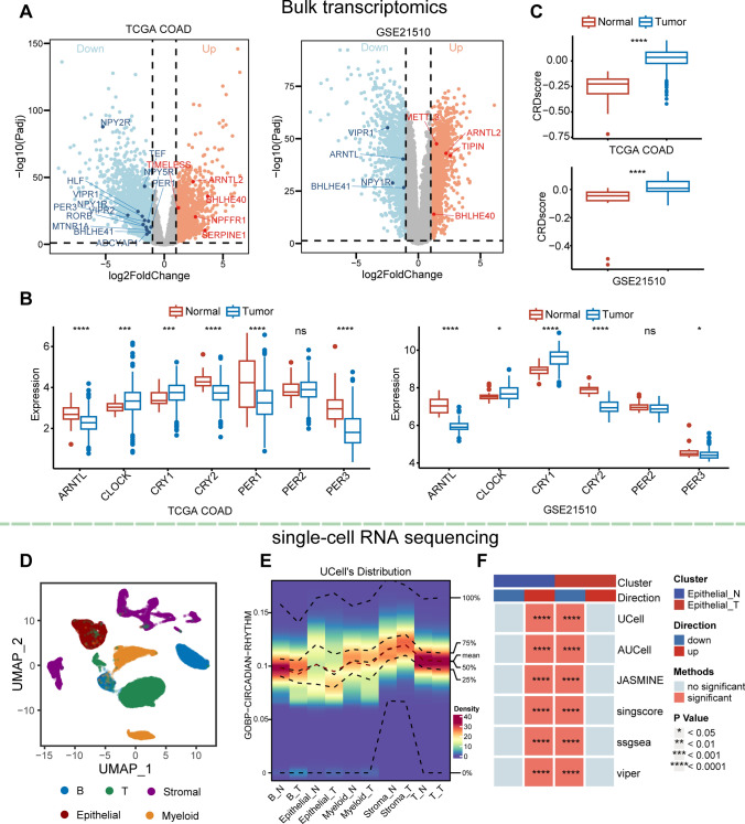Single-cell and bulk transcriptome sequencing identifies circadian rhythm disruption and cluster ...