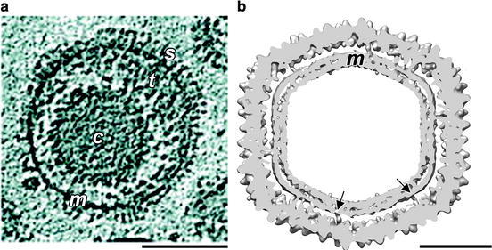 Structure and Assembly of Complex Viruses - PMC