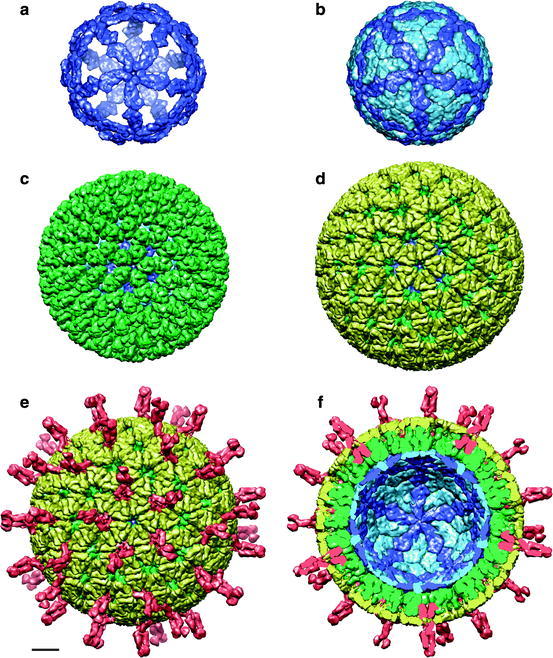 Structure and Assembly of Complex Viruses - PMC