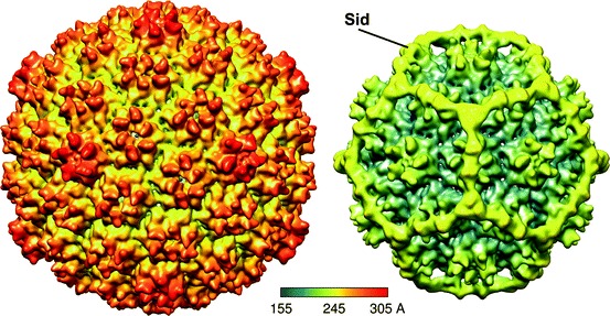 Structure and Assembly of Complex Viruses - PMC