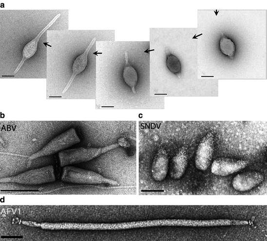 Structure and Assembly of Complex Viruses - PMC