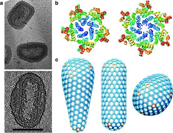 Structure and Assembly of Complex Viruses - PMC