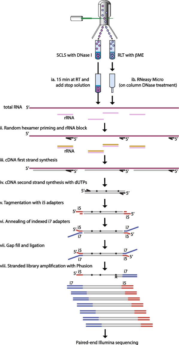 T-RHEX-RNAseq – a tagmentation-based, rRNA blocked, random hexamer primed RNAseq method for ...