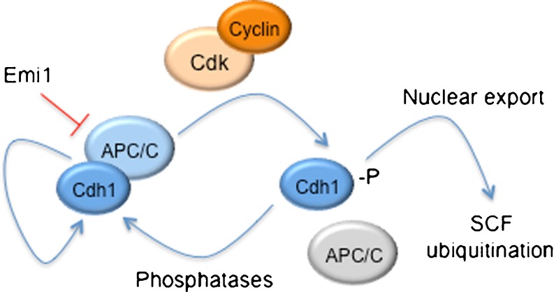 Regulation of APC/C-Cdh1 and Its Function in Neuronal Survival - PMC