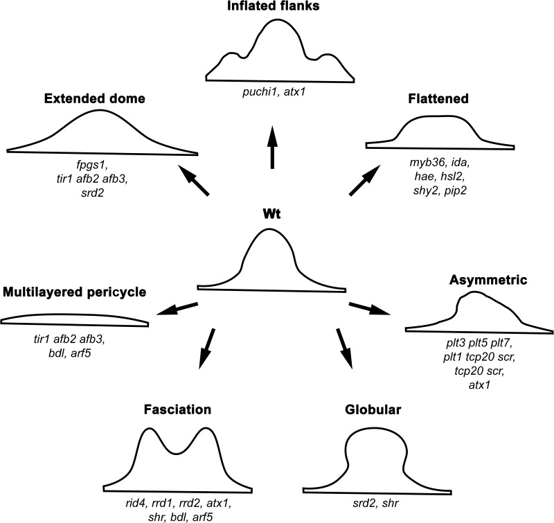 FIGURE 6