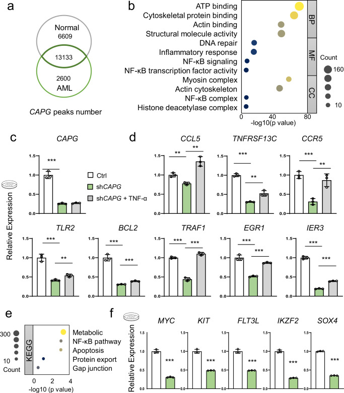 Super-enhancer-associated gene CAPG promotes AML progression - PMC