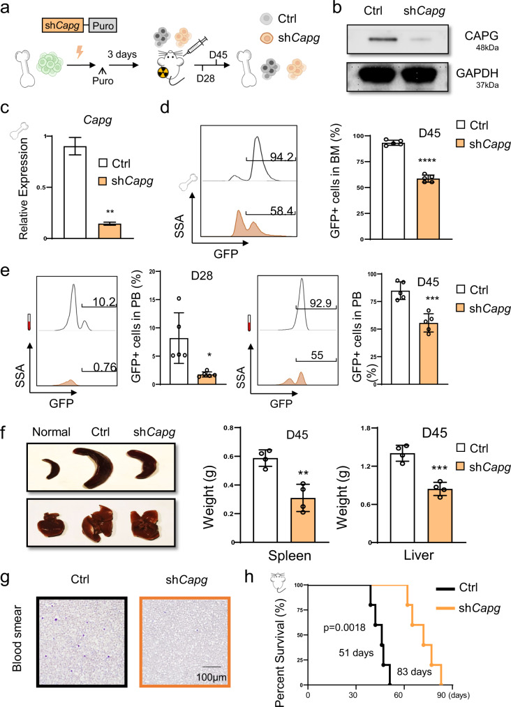 Super-enhancer-associated gene CAPG promotes AML progression - PMC