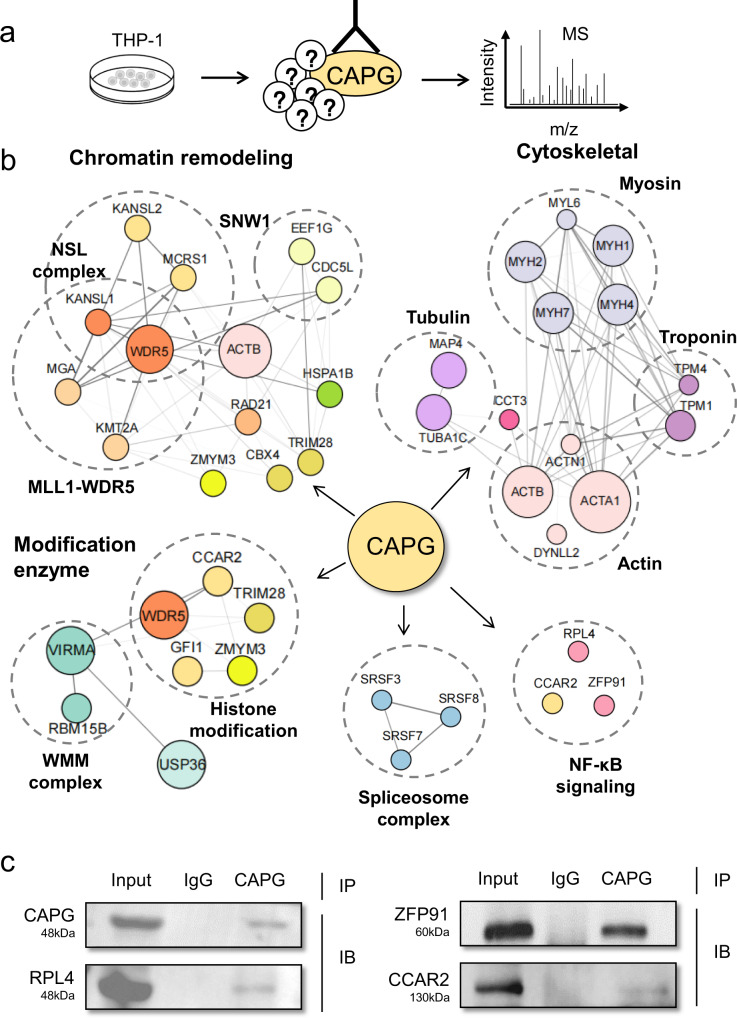 Super-enhancer-associated gene CAPG promotes AML progression - PMC
