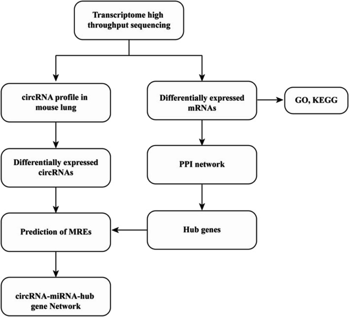 Identification of potentially functional circRNAs and prediction of the ... Identification of potentially functional circRNAs and prediction of the ...