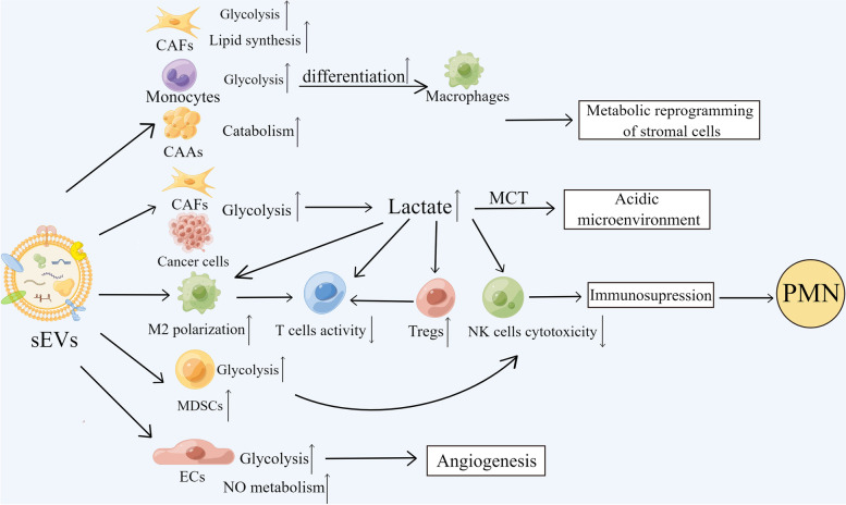 Small extracellular vesicle-mediated metabolic reprogramming: from tumors to pre-metastatic ...