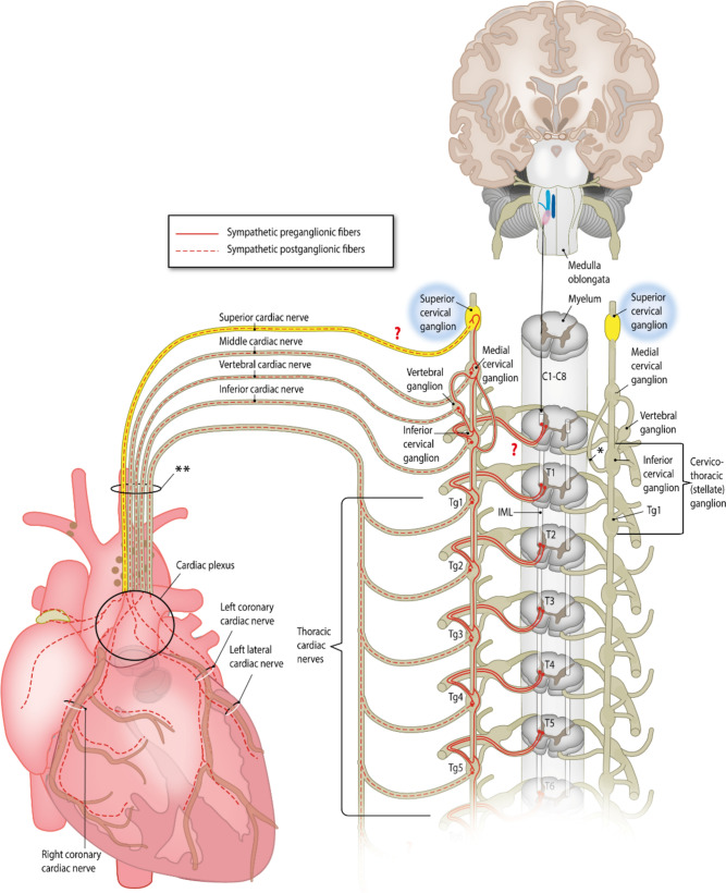 The relevance of the superior cervical ganglion for cardiac autonomic innervation in health and ...