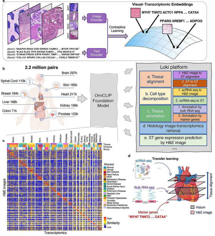 A visual–omics foundation model to bridge histopathology image with transcriptomics - PMC