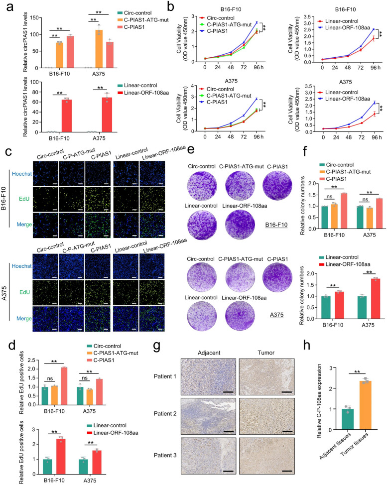 Correction: Circular RNA-encoded oncogenic PIAS1 variant blocks ...