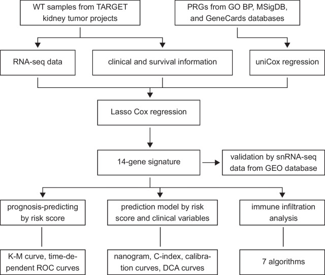 A novel pyroptosis-related gene signature exhibits distinct immune ...