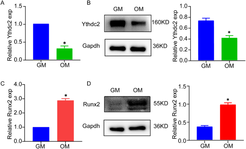 YTHDC2 inhibits rat bone mesenchymal stem cells osteogenic differentiation by accelerating RUNX2 ...