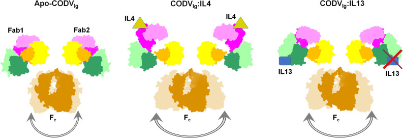 Structural insights into the bi-specific cross-over dual variable antibody architecture by cryo ...