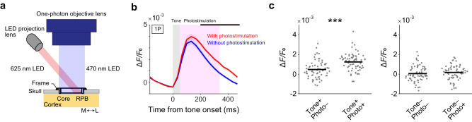 Change detection in the primate auditory cortex through feedback of prediction error signals - PMC