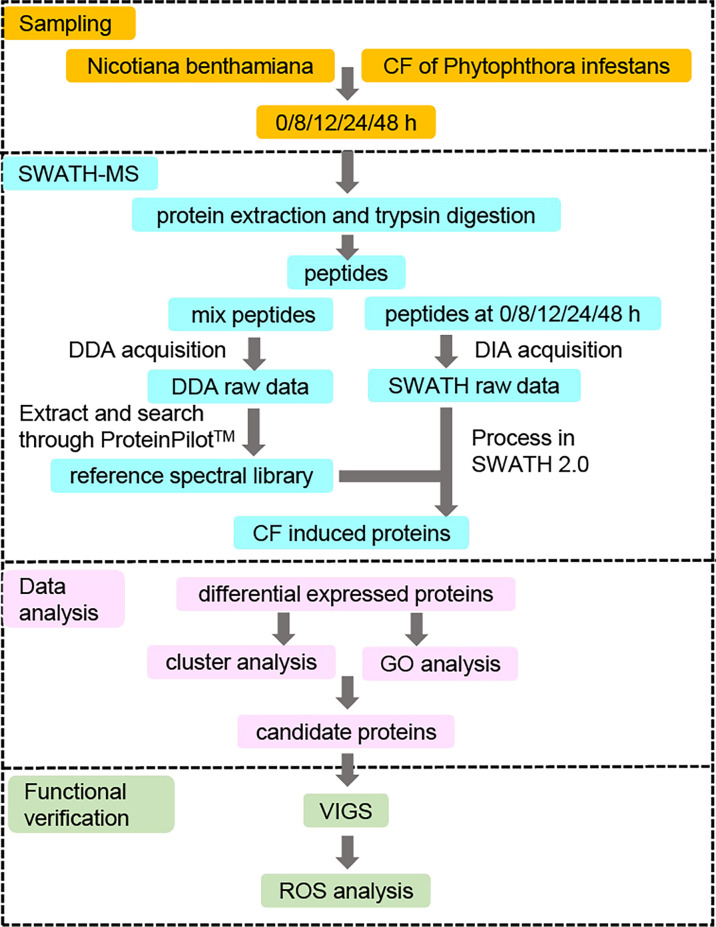 SWATH-MS based quantitative proteomics analysis reveals novel proteins involved in PAMP ...