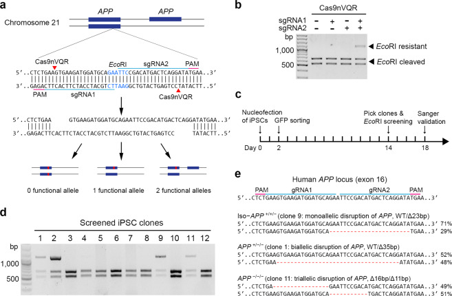 Efficient manipulation of gene dosage in human iPSCs using CRISPR/Cas9 ...