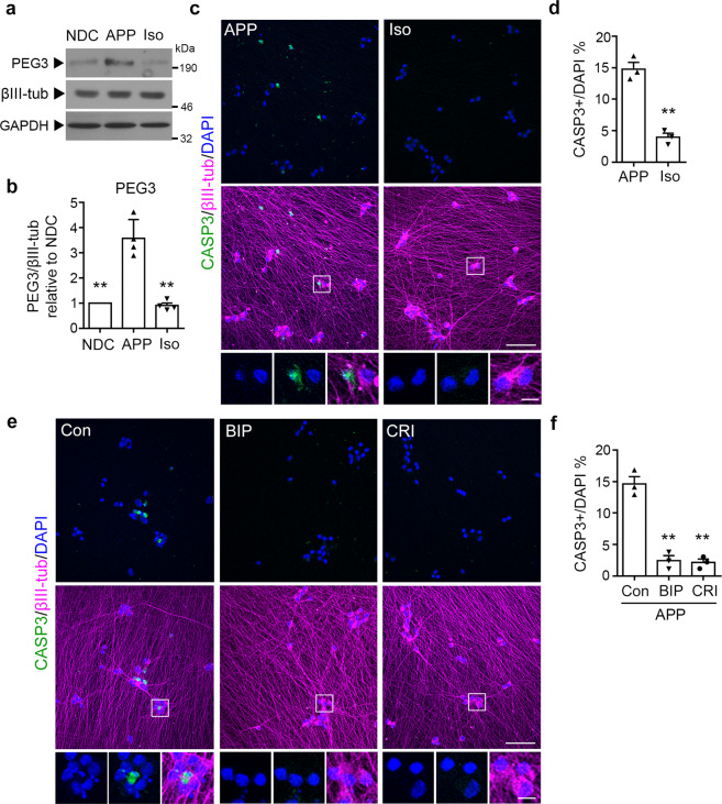 Efficient manipulation of gene dosage in human iPSCs using CRISPR/Cas9 ...