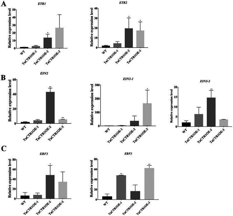 Genome-wide evolutionary analysis of TKL_CTR1-DRK-2 gene family and functional characterization ...