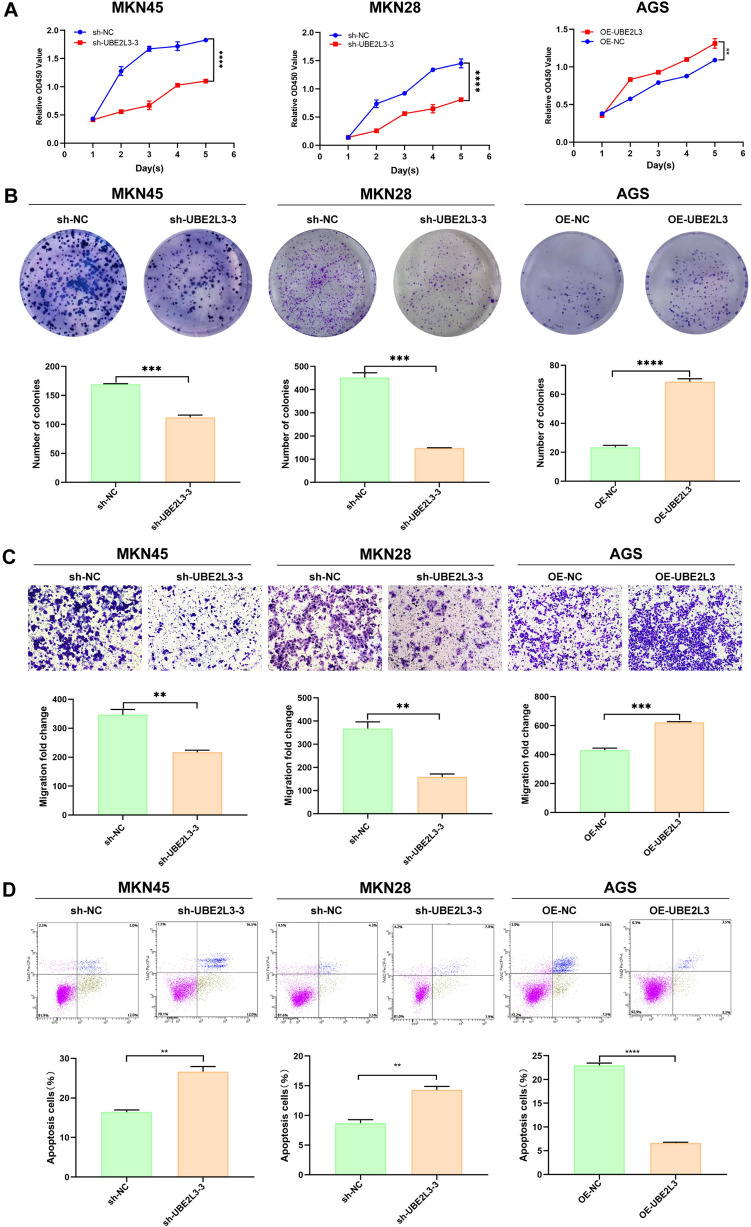 Ube2l3 Expression In Human Gastric Cancer And Its Clinical Significance