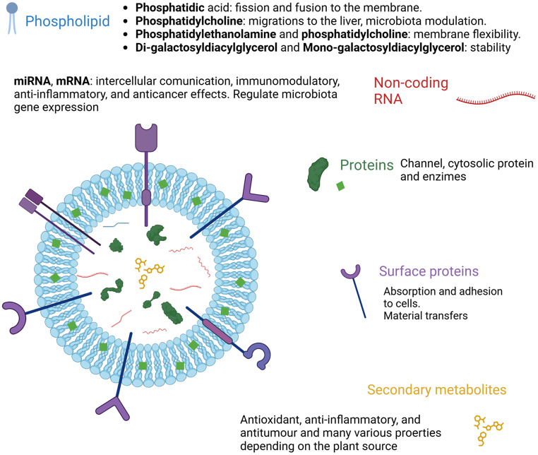 Plant-derived extracellular vesicles: a synergetic combination of a drug delivery system and a ...