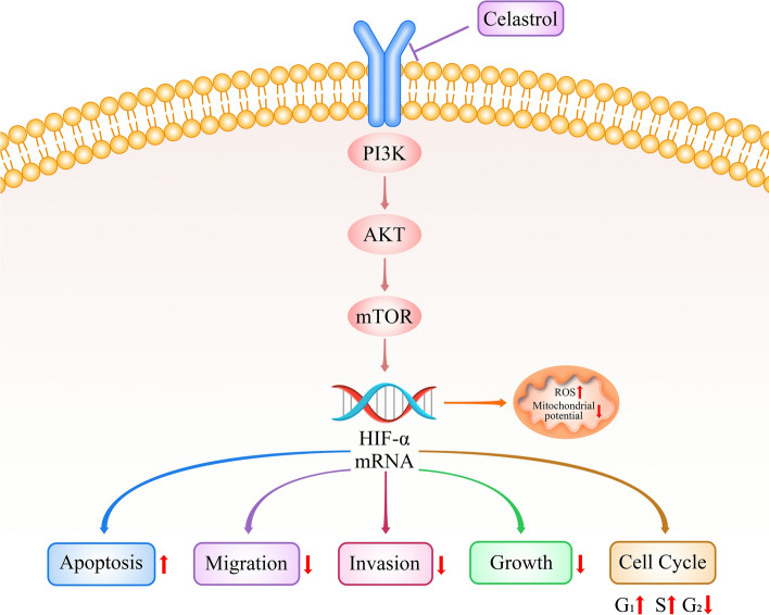 Celastrol inhibits mouse B16-F10 melanoma cell survival by regulating the PI3K/AKT/mTOR ...