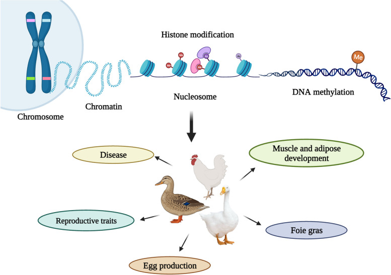 DNA methylation in poultry: a review - PMC