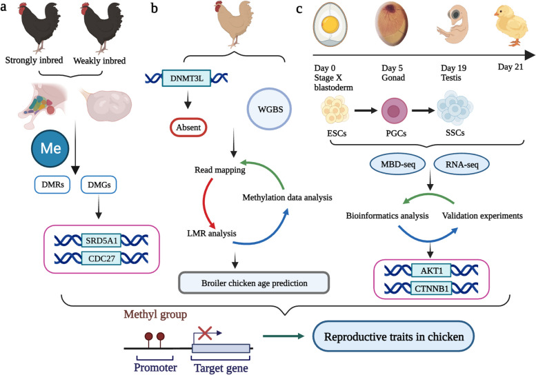 DNA methylation in poultry: a review - PMC