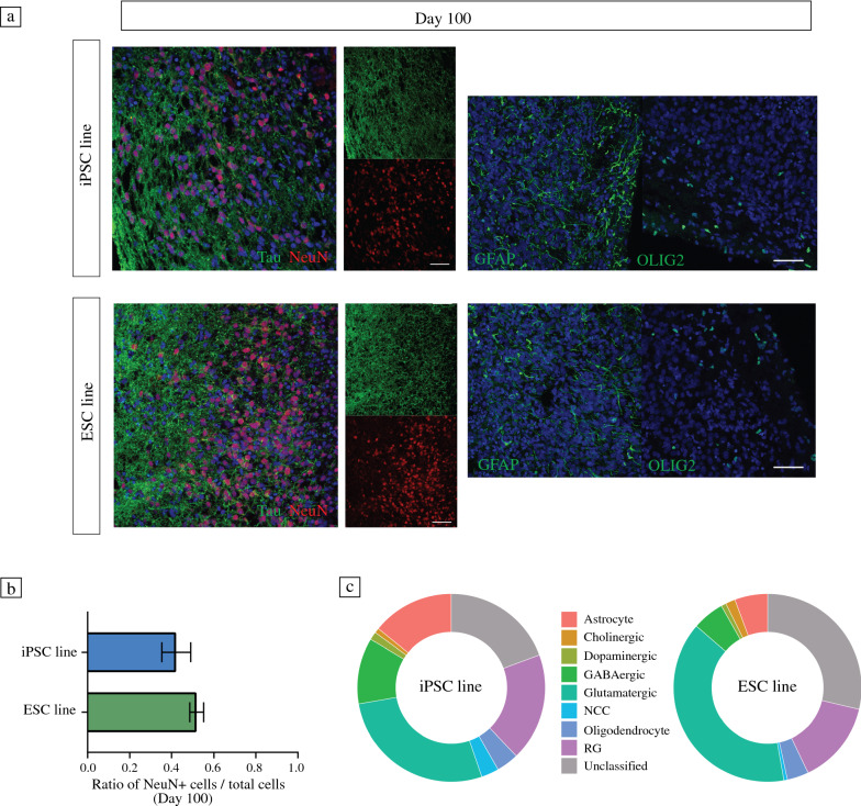 Functional imaging of brain organoids using high-density microelectrode arrays - PMC