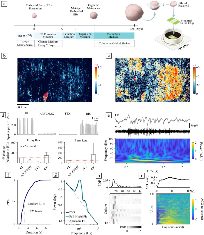 Functional imaging of brain organoids using high-density microelectrode arrays - PMC