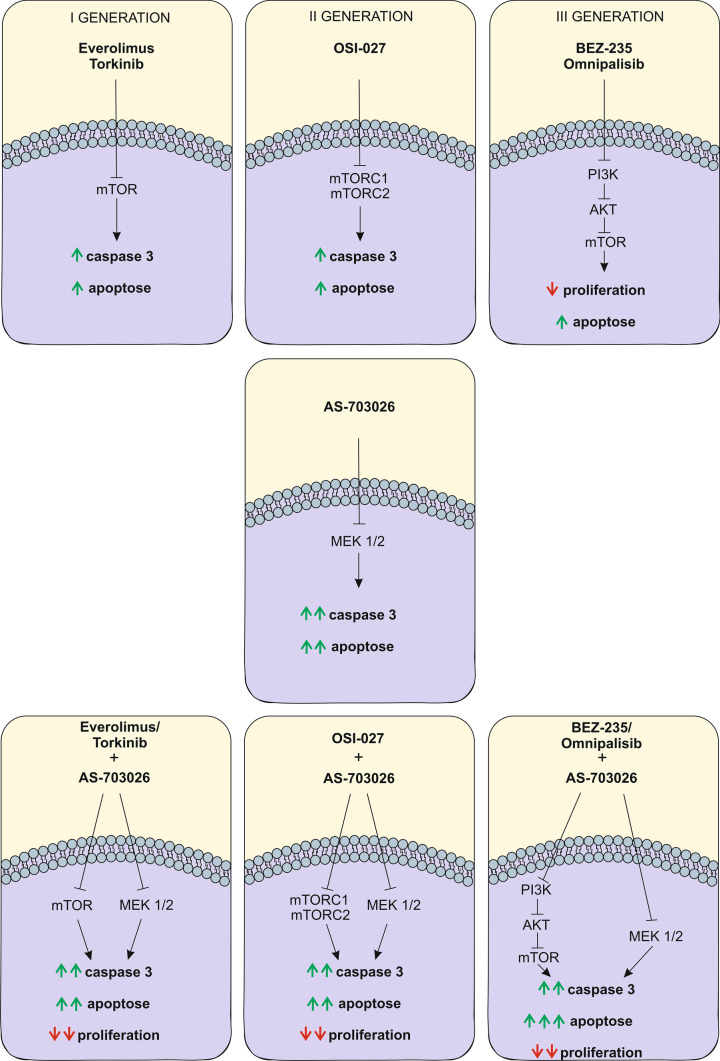 Three generations of mTOR kinase inhibitors in the activation of the apoptosis process in ...