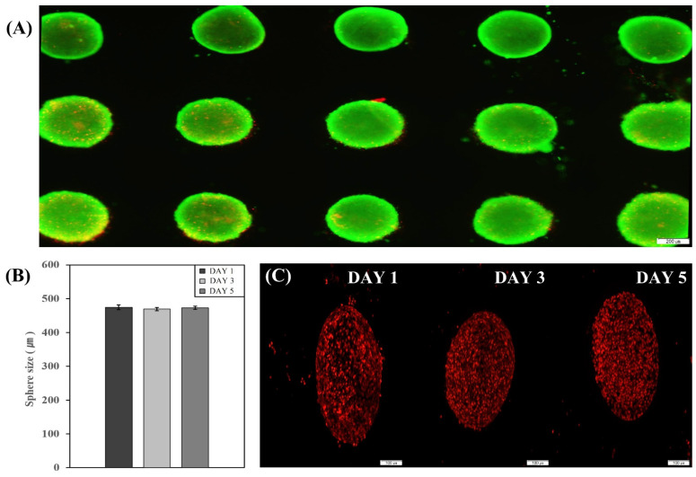Comparative Transcriptome Analysis Of Human Adipose Derived Stem Cells