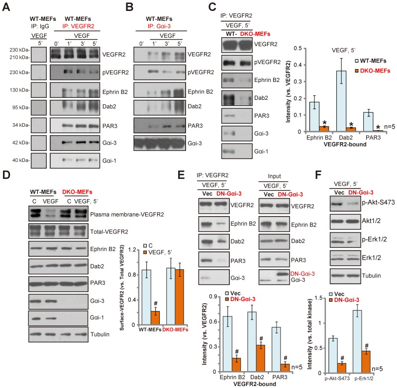 Gαi1 And Gαi3mediate Vegf Induced Vegfr2 Endocytosis Signaling And