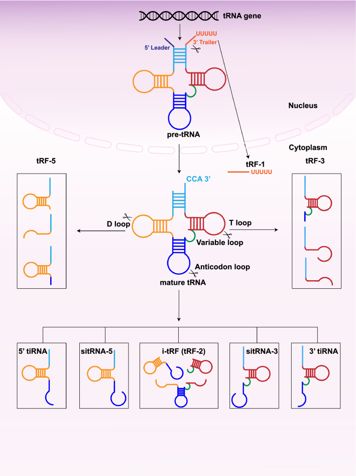 Transfer RNA-derived small RNA: an emerging small non-coding RNA with key roles in cancer - PMC