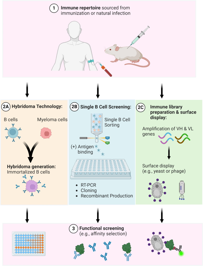 Monoclonal Antibody Generation Using Single B Cell Screening for Treating Infectious Diseases - PMC