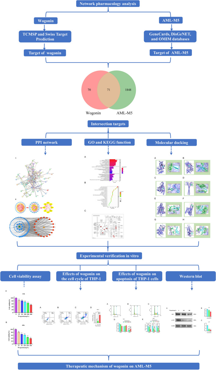 On the mechanism of wogonin against acute monocytic leukemia using network pharmacology and ...